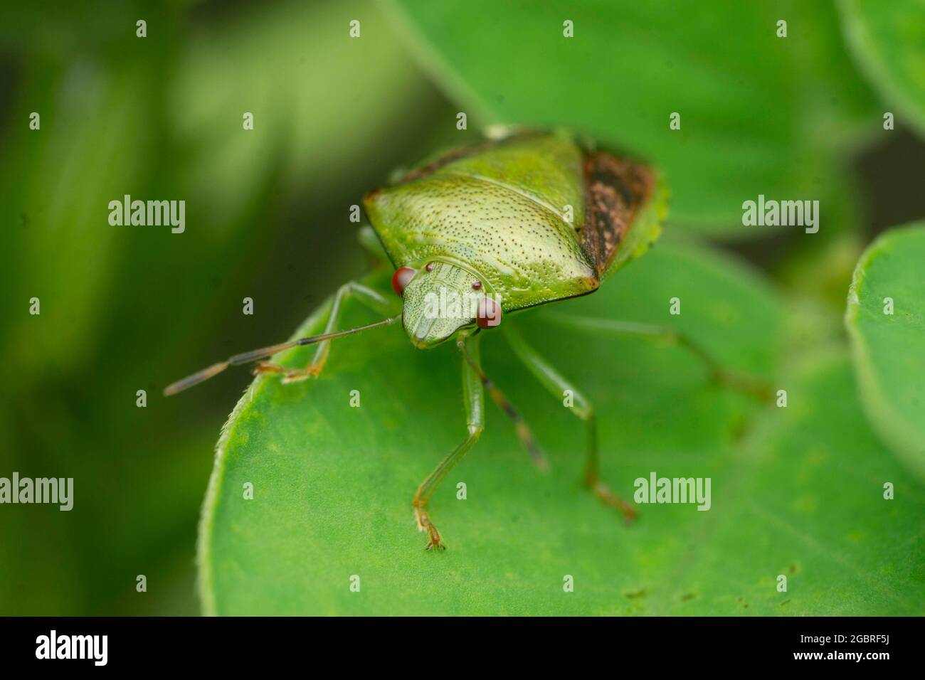 India is home to a large variety of wildlife. It is a biodiversity ...