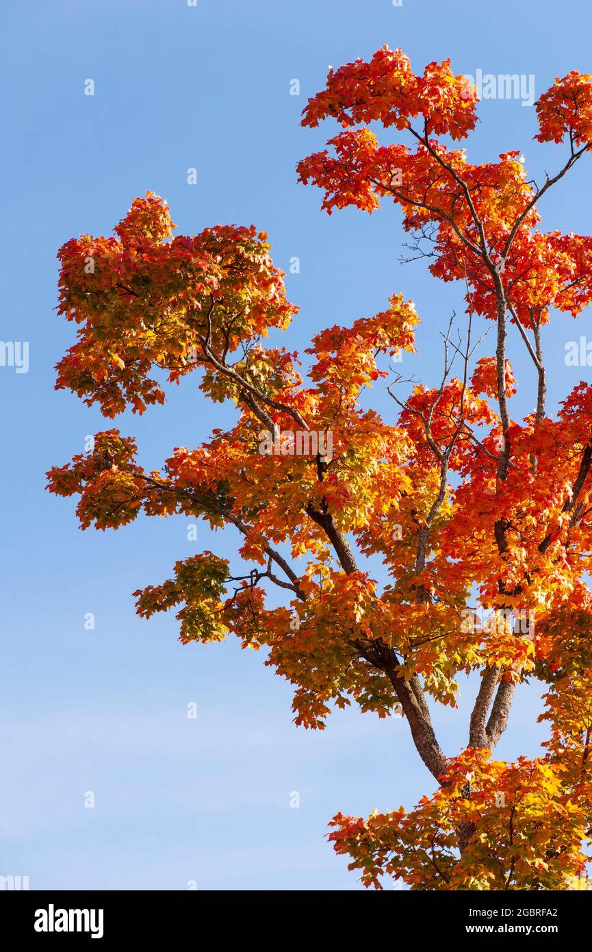 Maple tree (Acer platanoides) in autumn colors, blue sky background ...