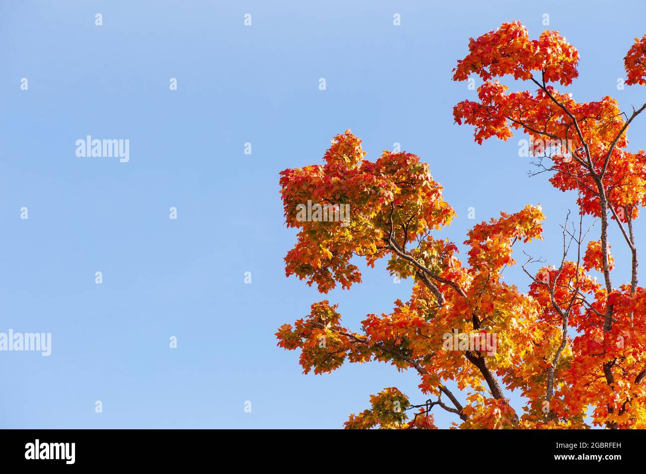 Maple tree (Acer platanoides) in autumn colors, blue sky background ...