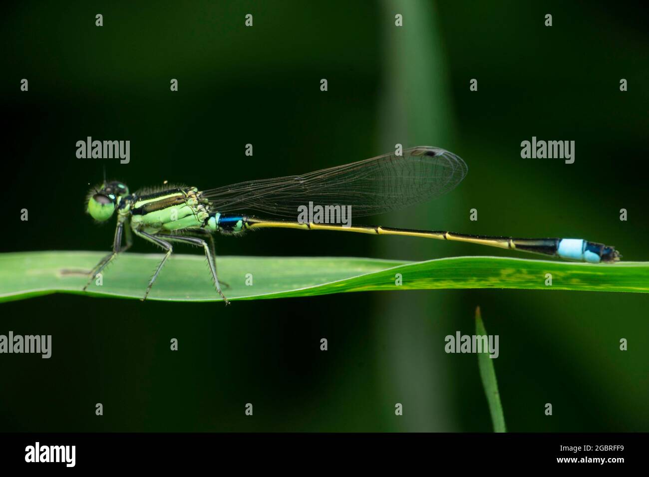 India is home to a large variety of wildlife. It is a biodiversity ...