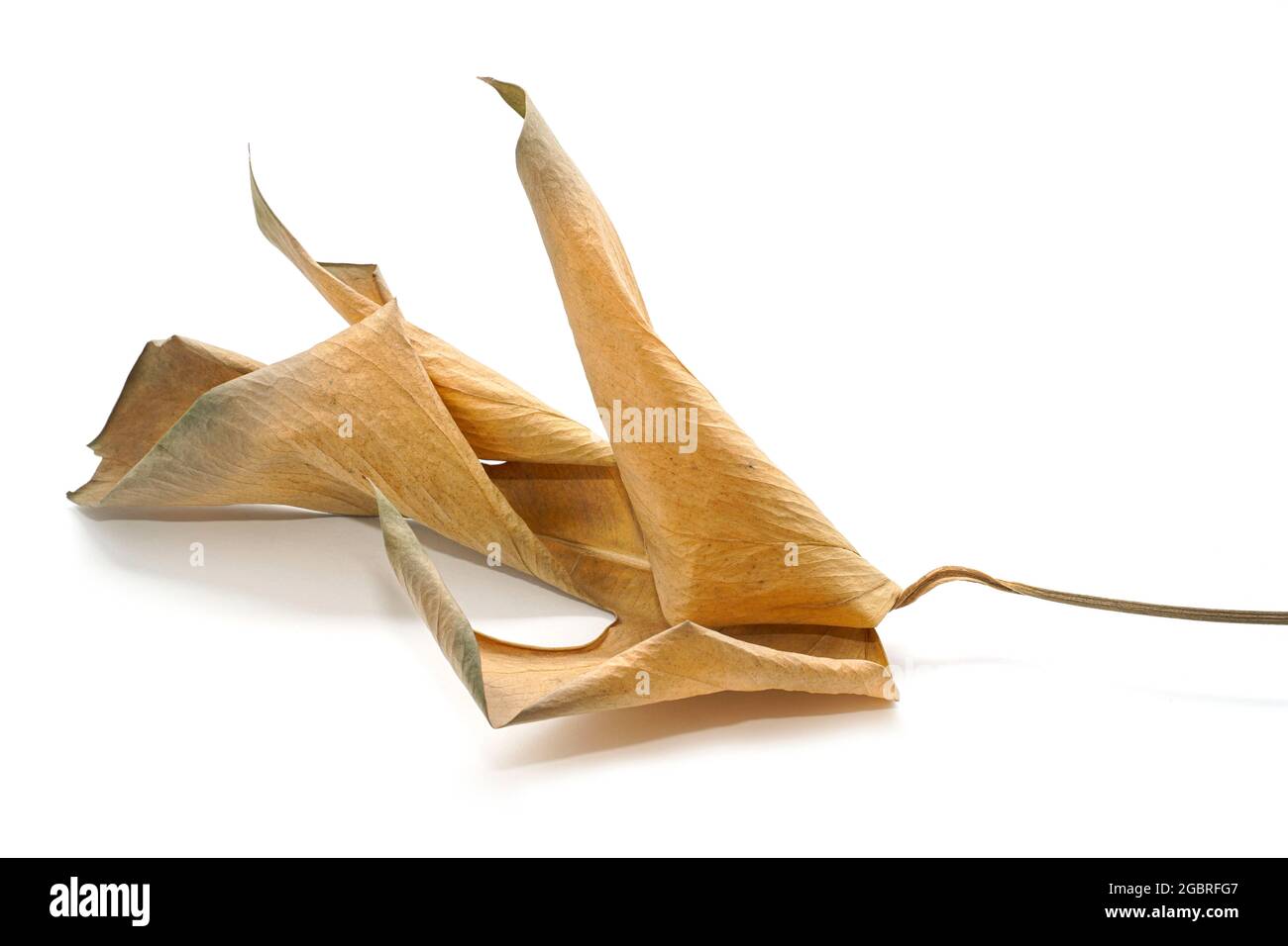 One leaf on a tree Cut Out Stock Images & Pictures - Alamy