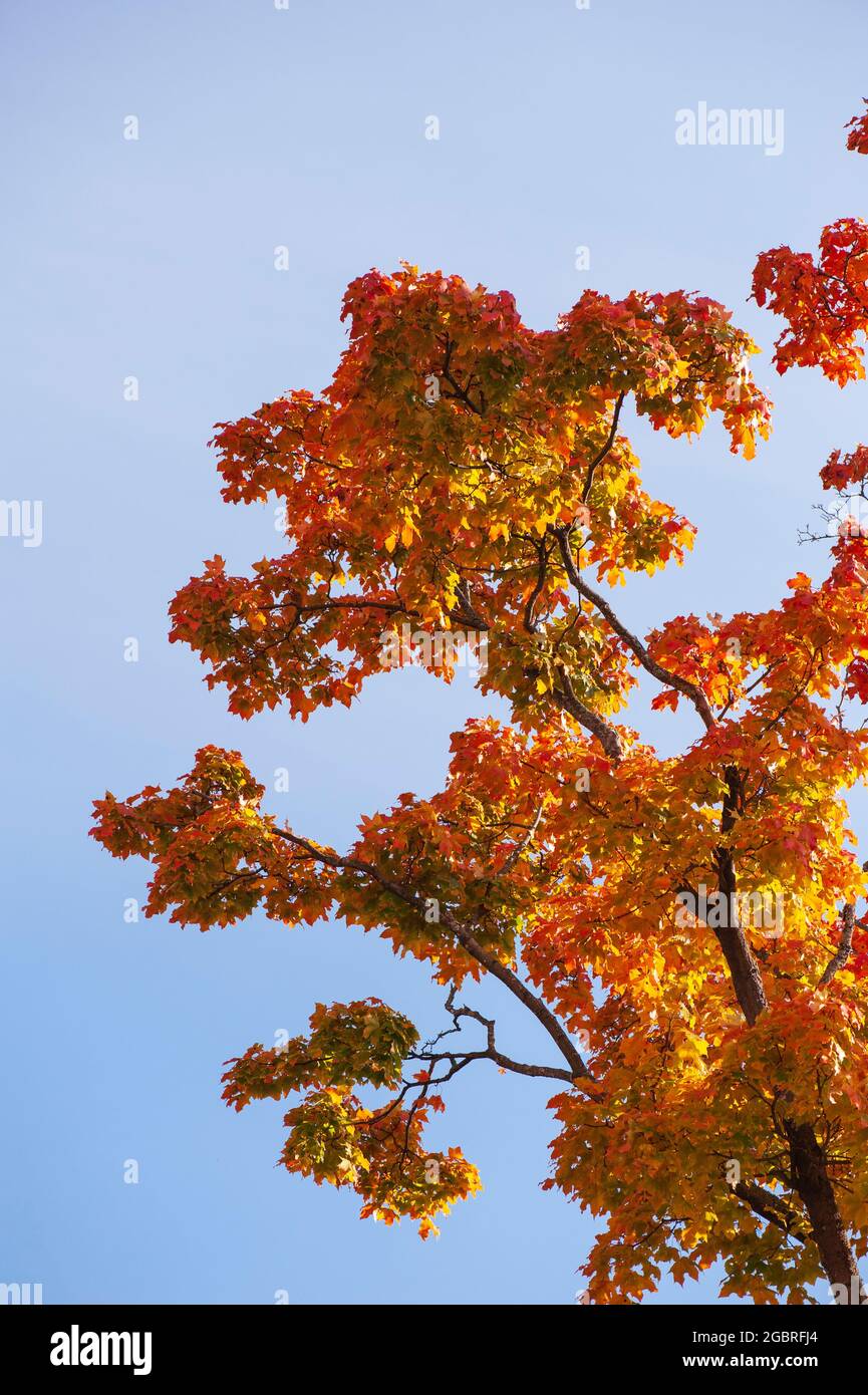 Maple tree (Acer platanoides) in autumn colors, blue sky background ...