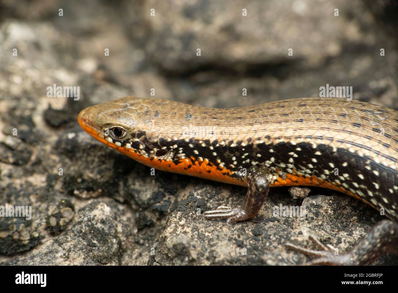 India is home to a large variety of wildlife. It is a biodiversity ...