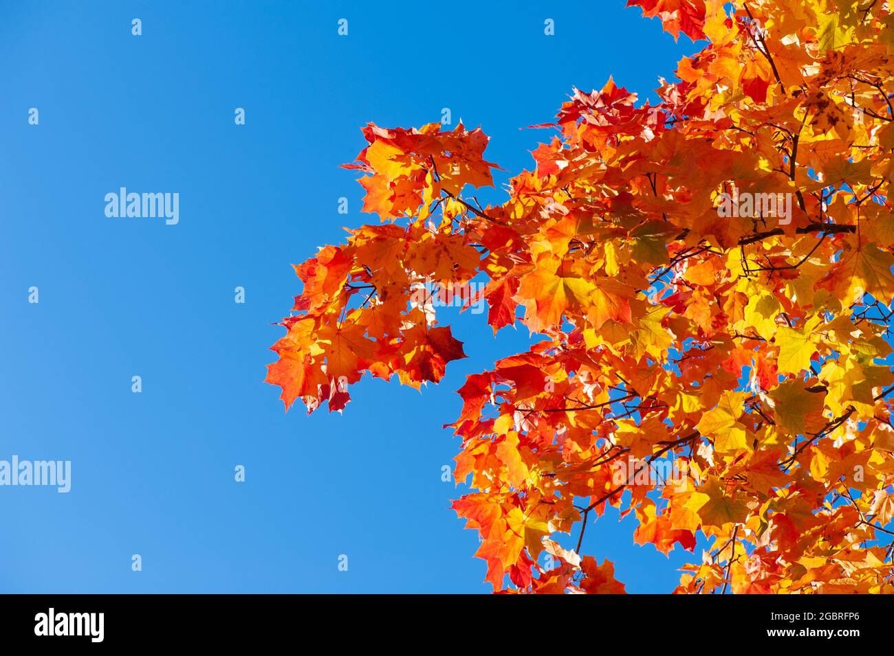 Maple tree (Acer platanoides) in autumn colors, blue sky background ...