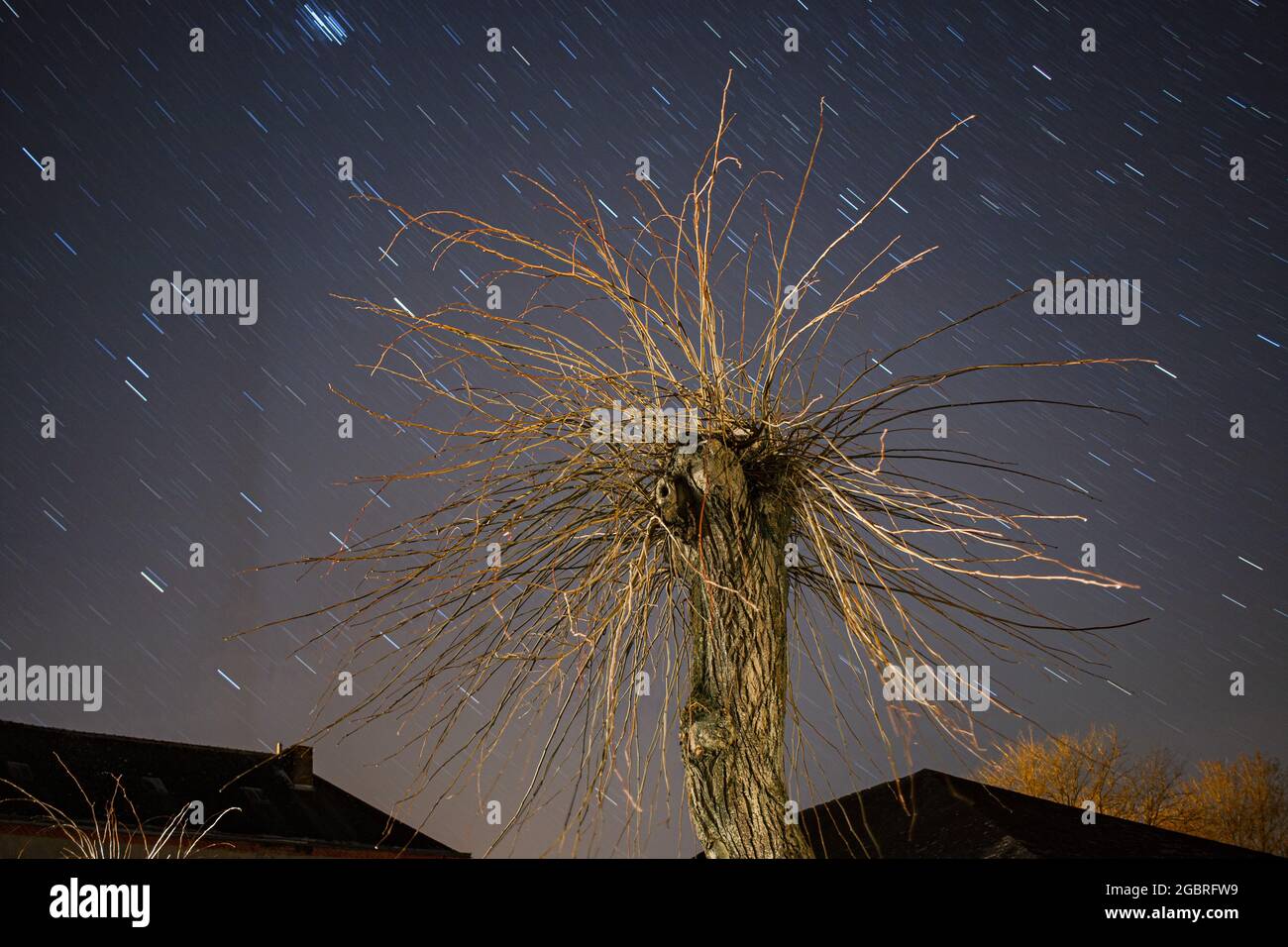 Low angle shot of a leafless tree captured under the magnificent starry ...