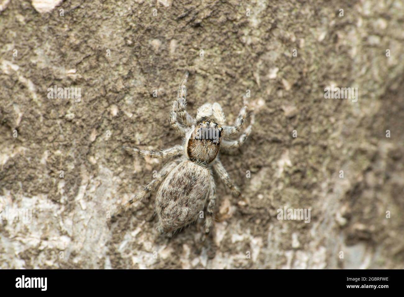 India is home to a large variety of wildlife. It is a biodiversity ...