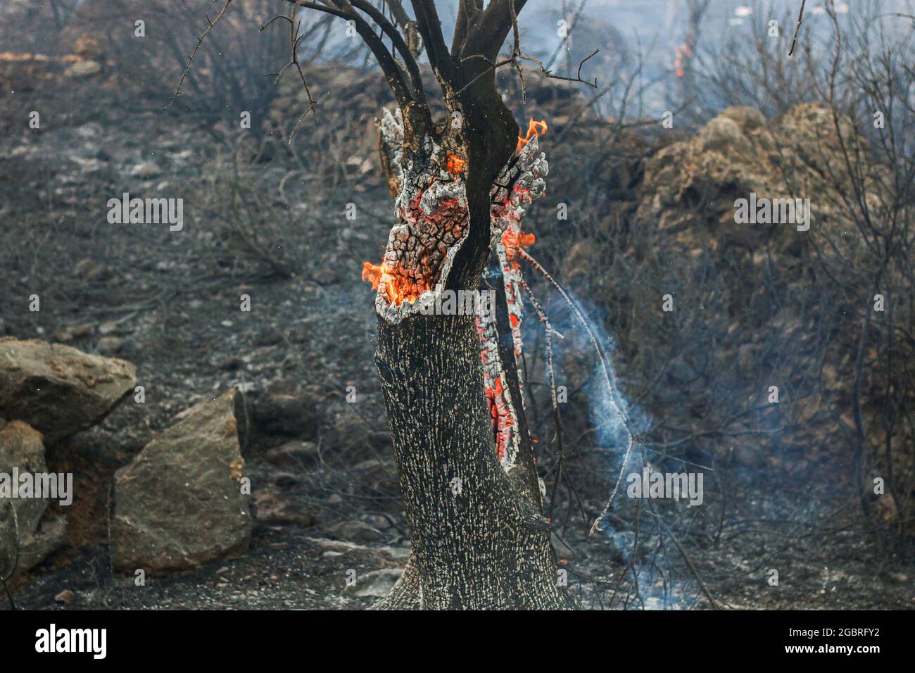 4th August 2021, Turkey. Olive trees burning after wildfire. Wildfire ...