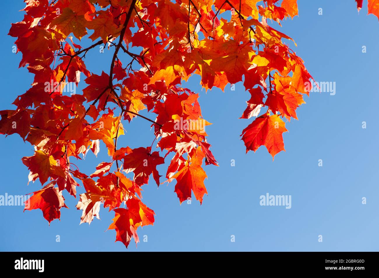 Maple tree (Acer platanoides) in autumn colors, blue sky background ...