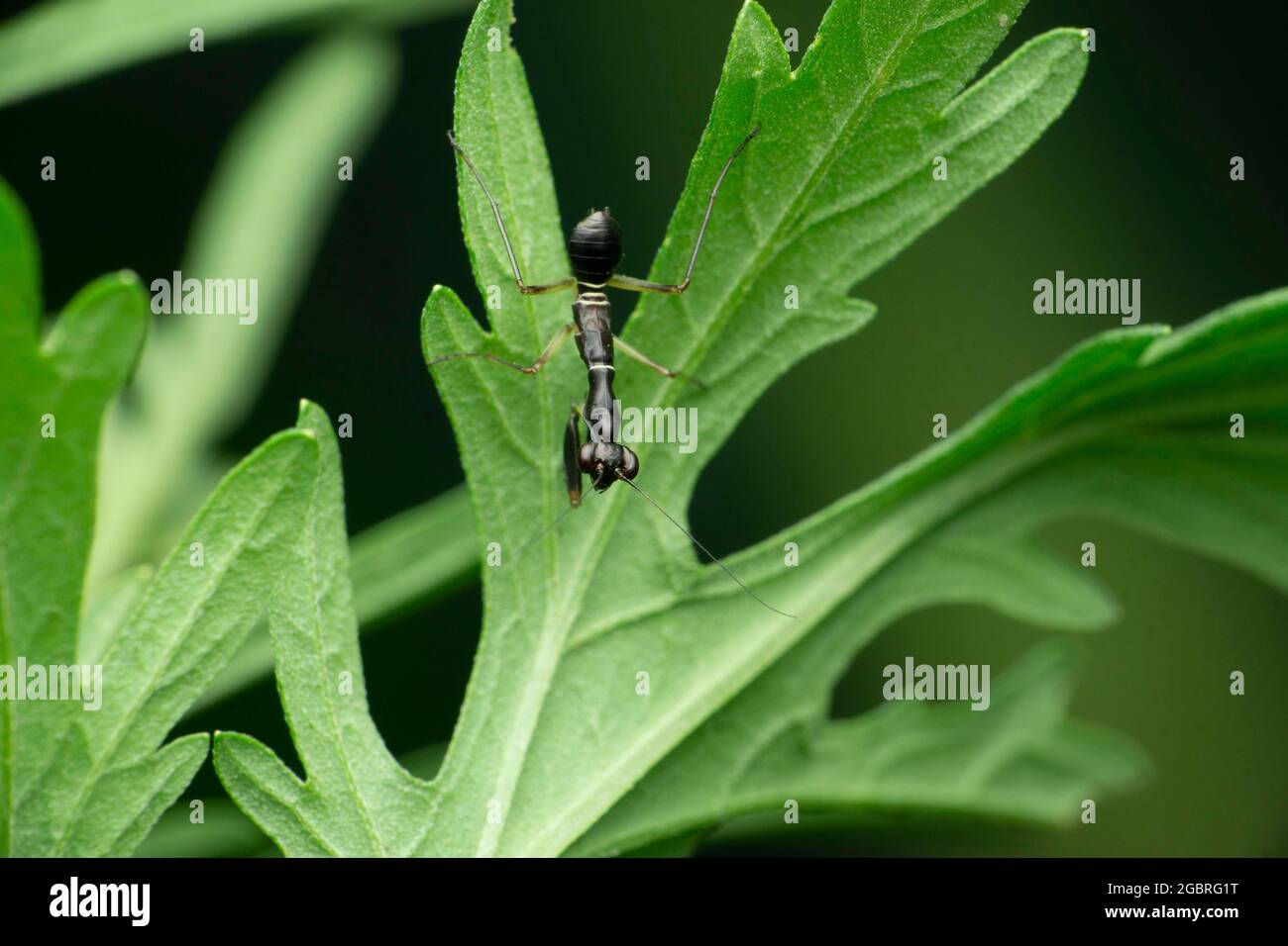 India is home to a large variety of wildlife. It is a biodiversity ...