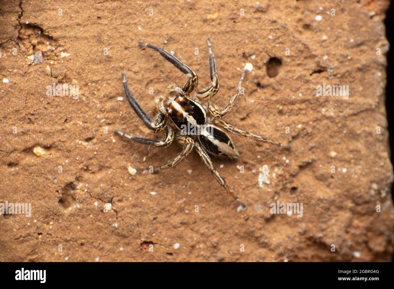 India is home to a large variety of wildlife. It is a biodiversity ...