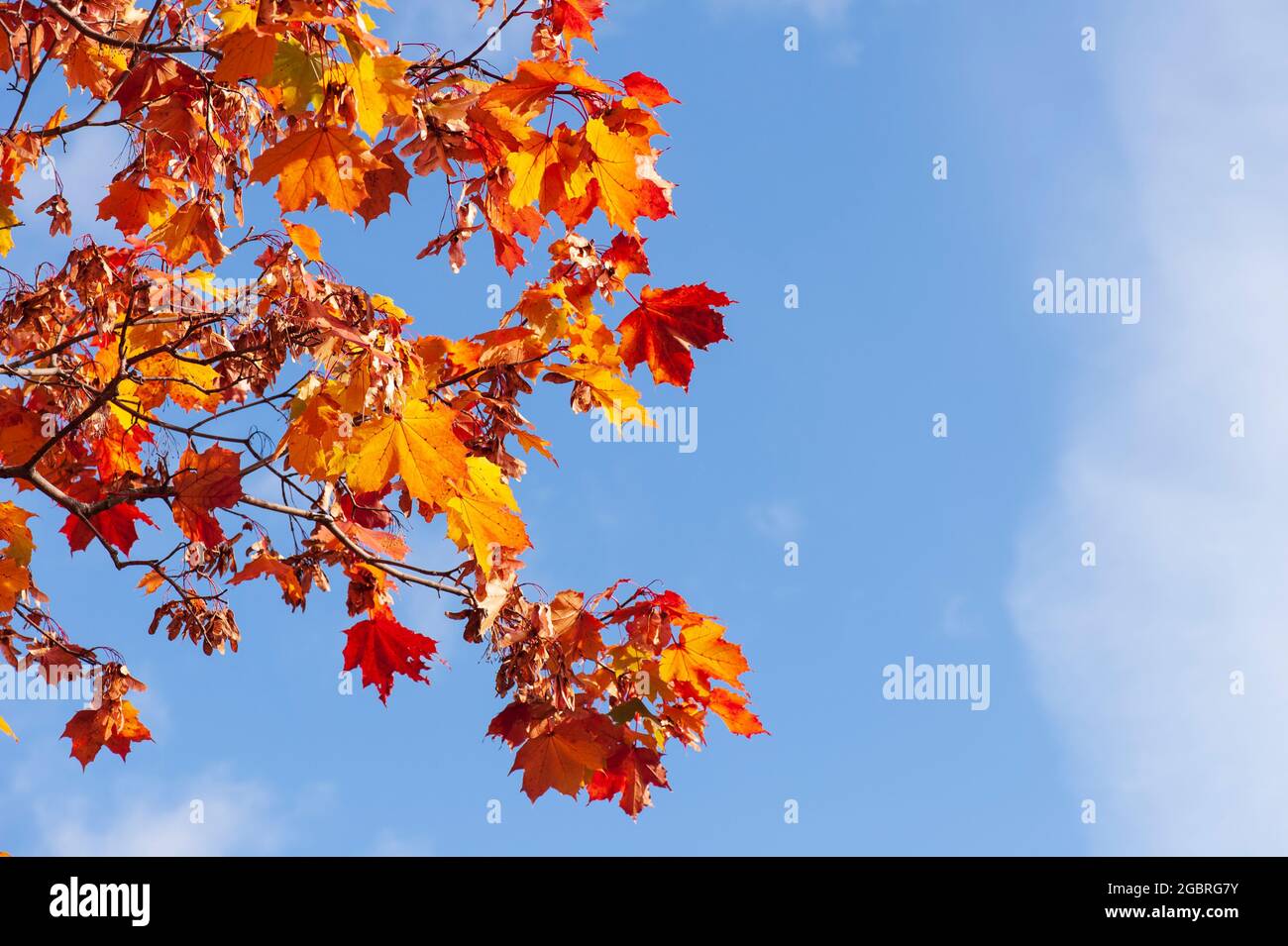 Maple tree (Acer platanoides) in autumn colors, blue sky background ...