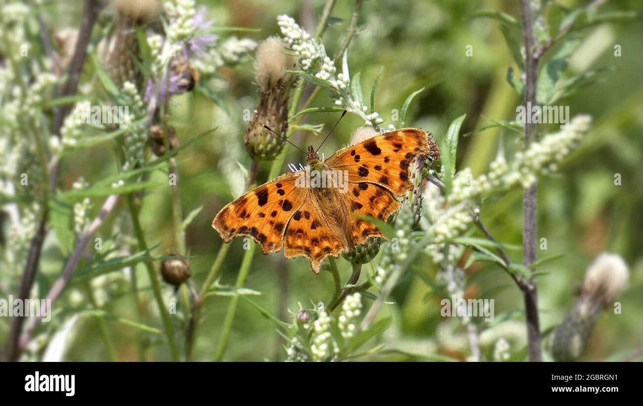 Macro shot of an anglewing butterfly on flowers during daylight Stock ...