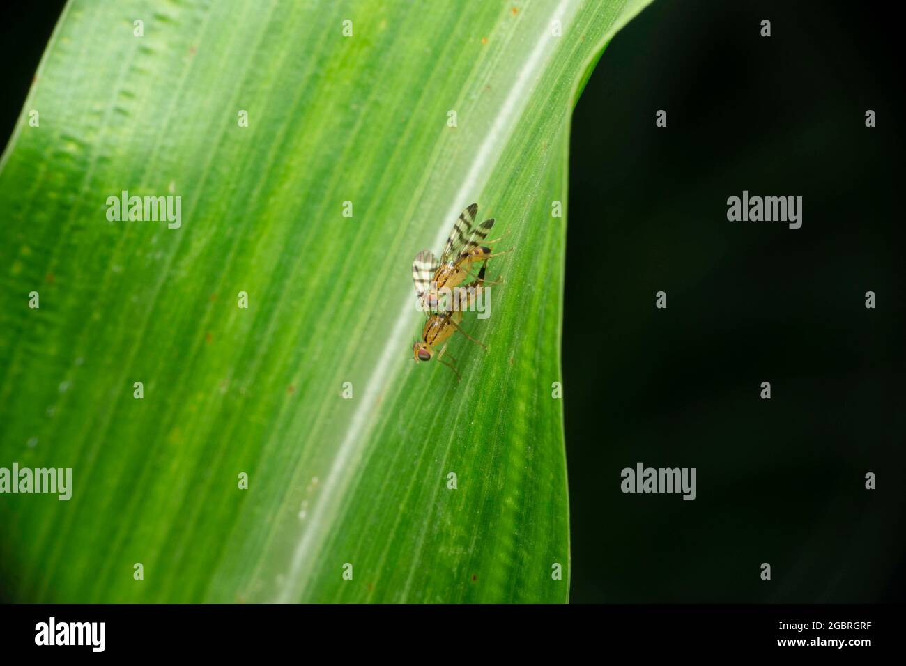 India is home to a large variety of wildlife. It is a biodiversity ...