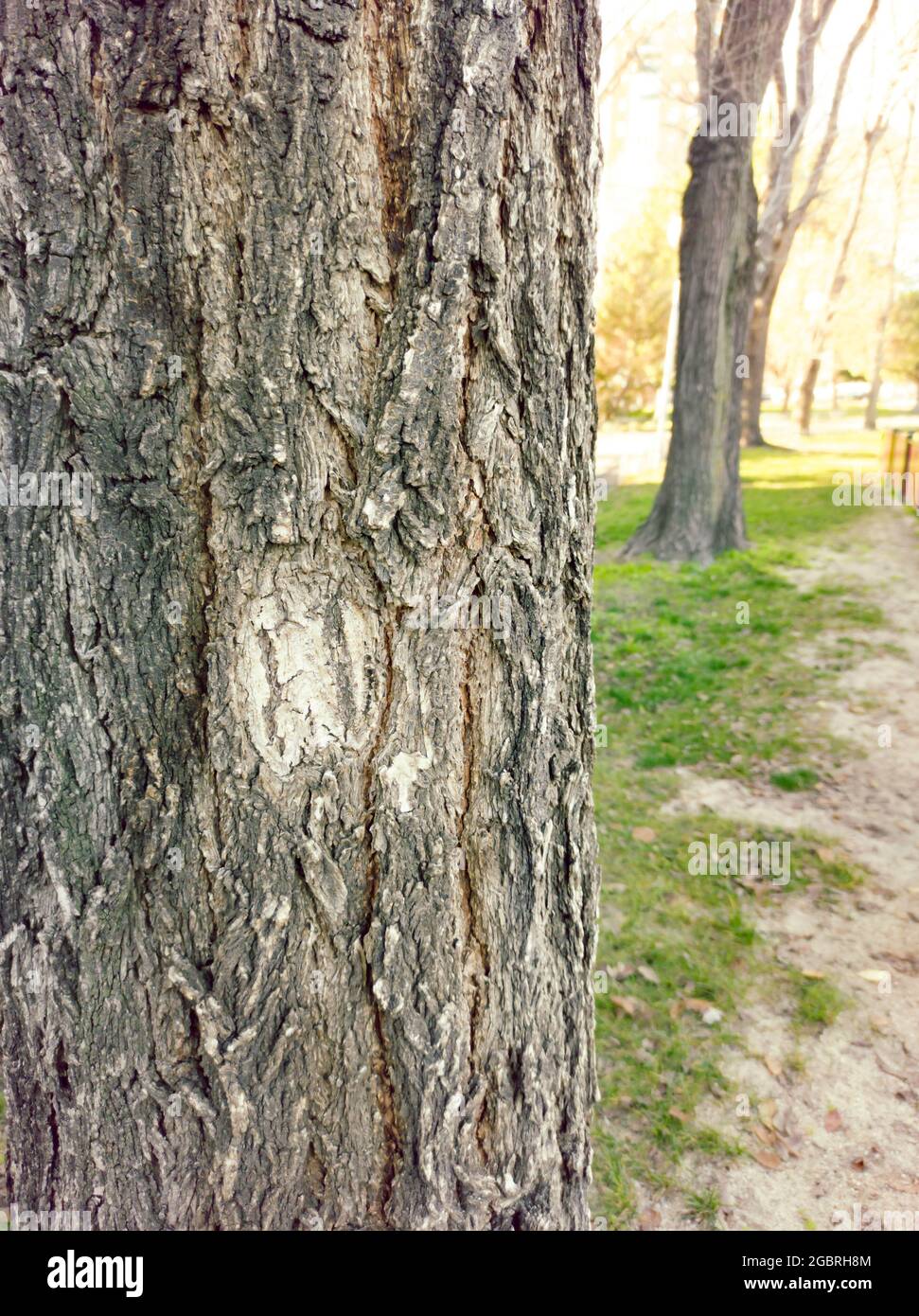 Rough bark tree hi-res stock photography and images - Alamy