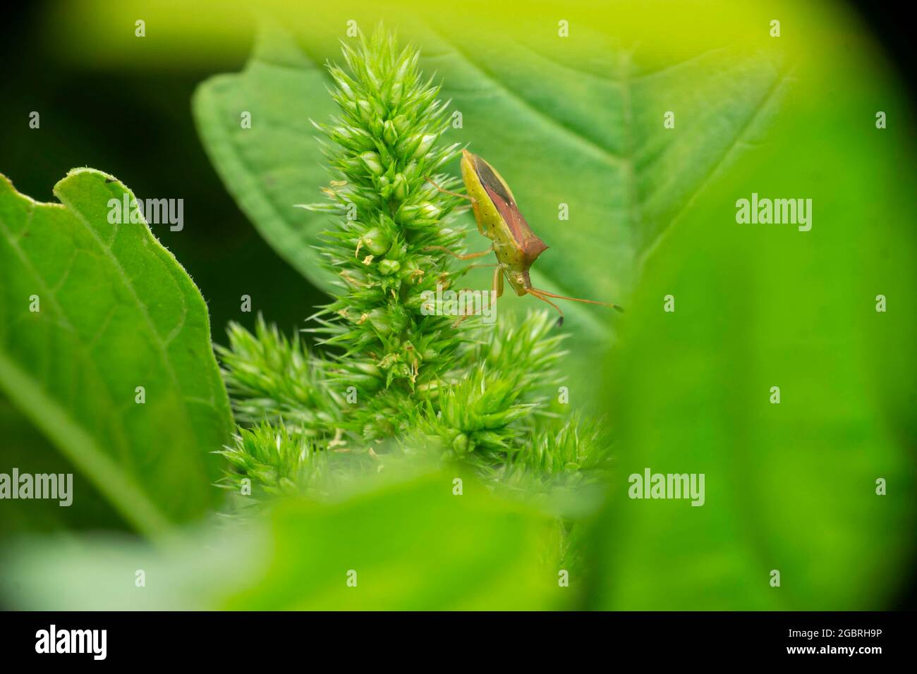 India is home to a large variety of wildlife. It is a biodiversity ...
