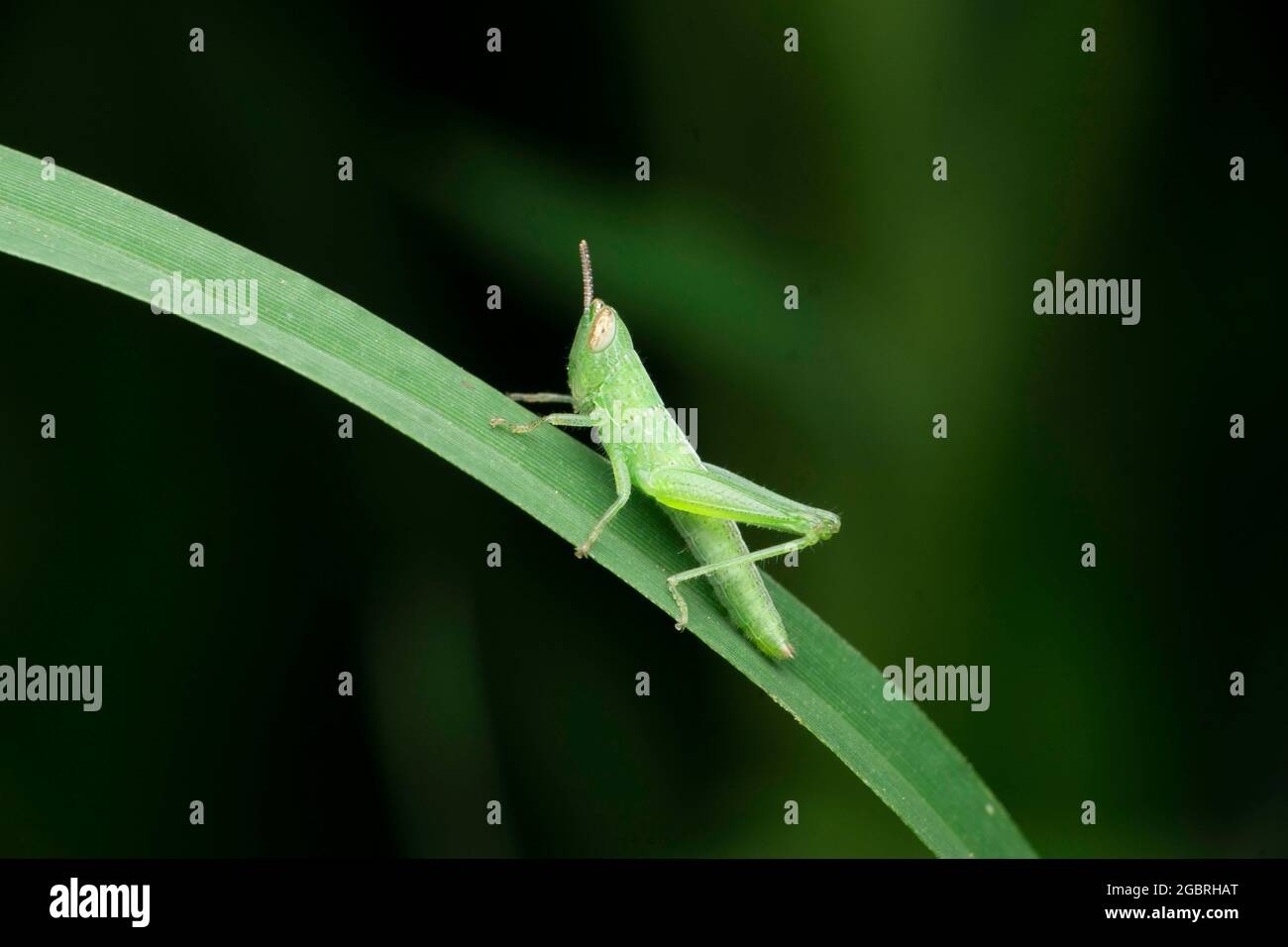 India is home to a large variety of wildlife. It is a biodiversity ...