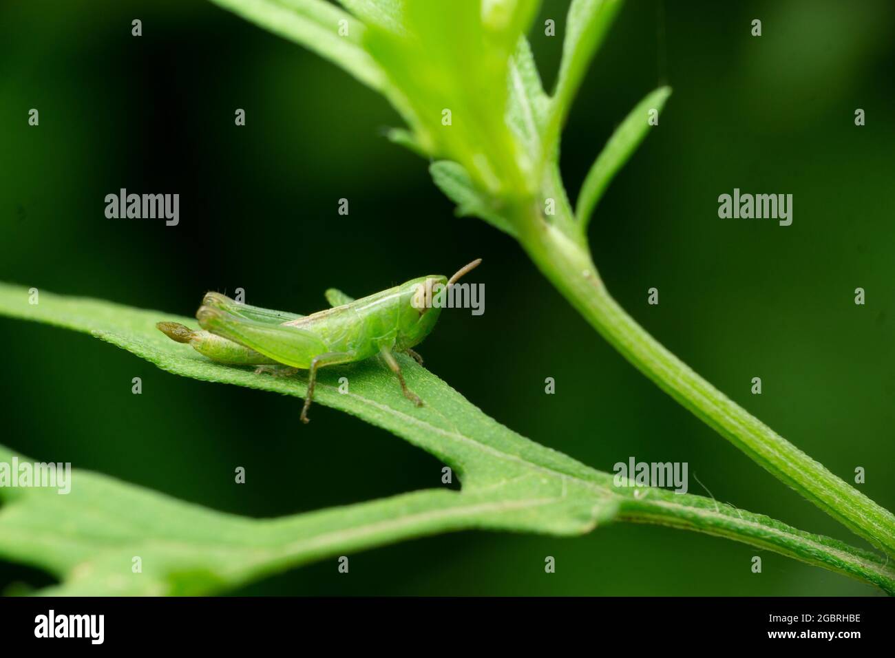 India is home to a large variety of wildlife. It is a biodiversity ...