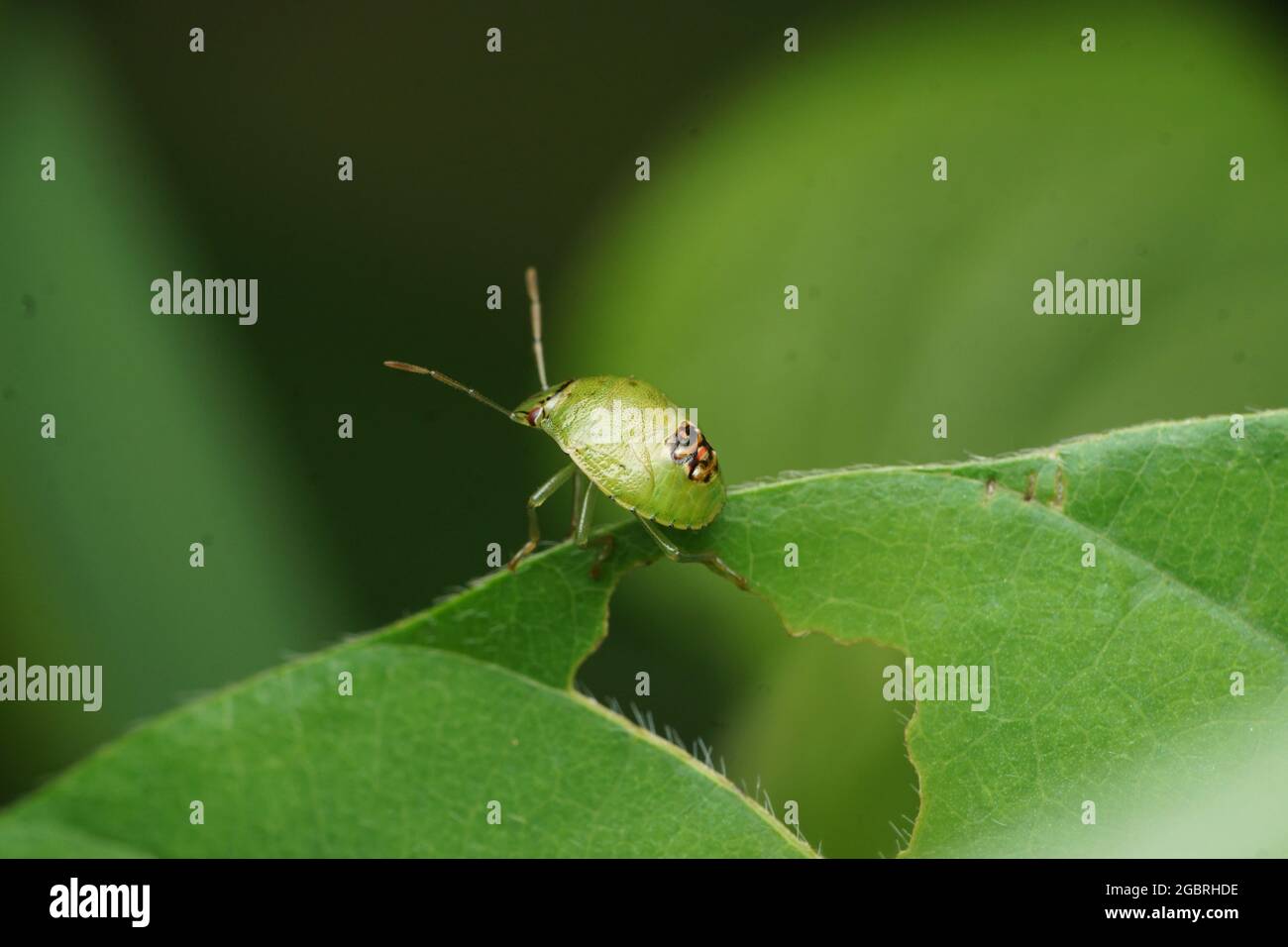 India is home to a large variety of wildlife. It is a biodiversity ...