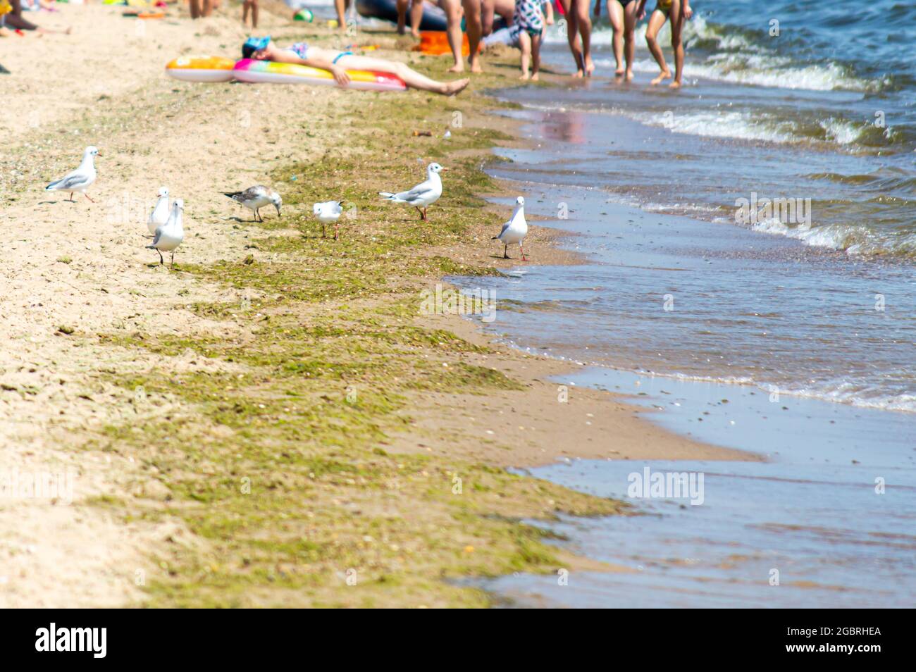 Seagulls at the beach in the morning Stock Photo - Alamy
