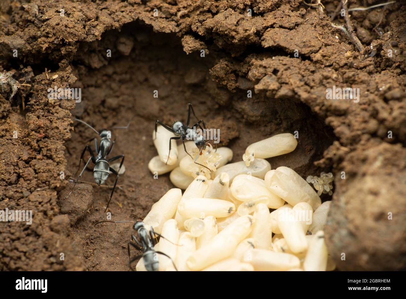 India is home to a large variety of wildlife. It is a biodiversity ...