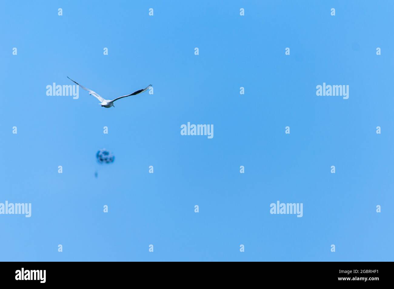 Seagull in flight with plane hi-res stock photography and images - Alamy