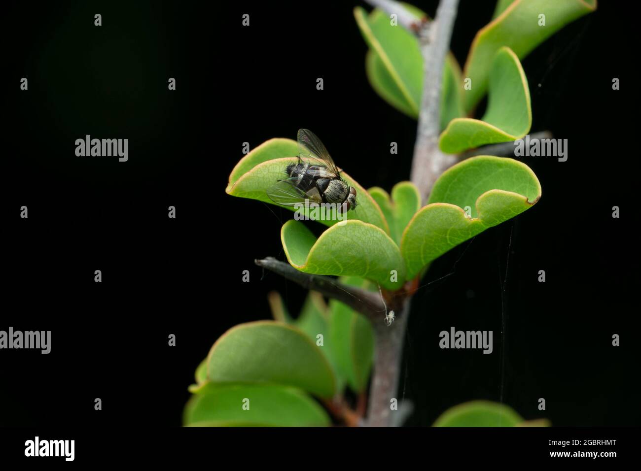 India is home to a large variety of wildlife. It is a biodiversity ...