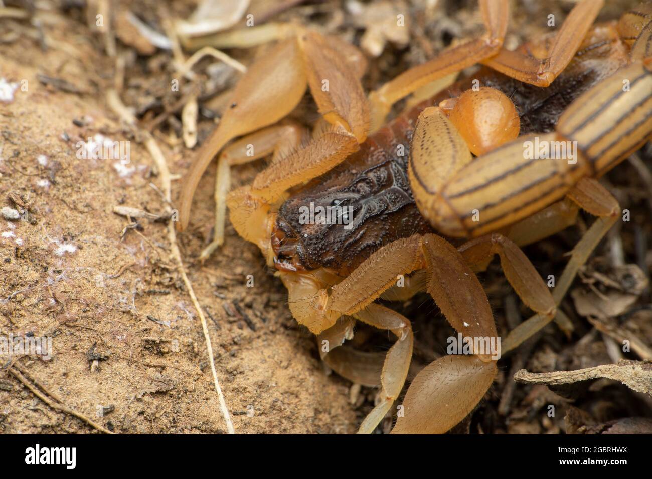 India is home to a large variety of wildlife. It is a biodiversity ...