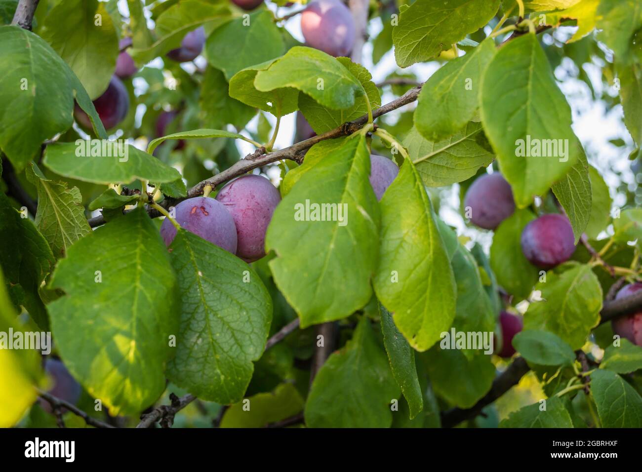 Plum on tree hi-res stock photography and images - Alamy