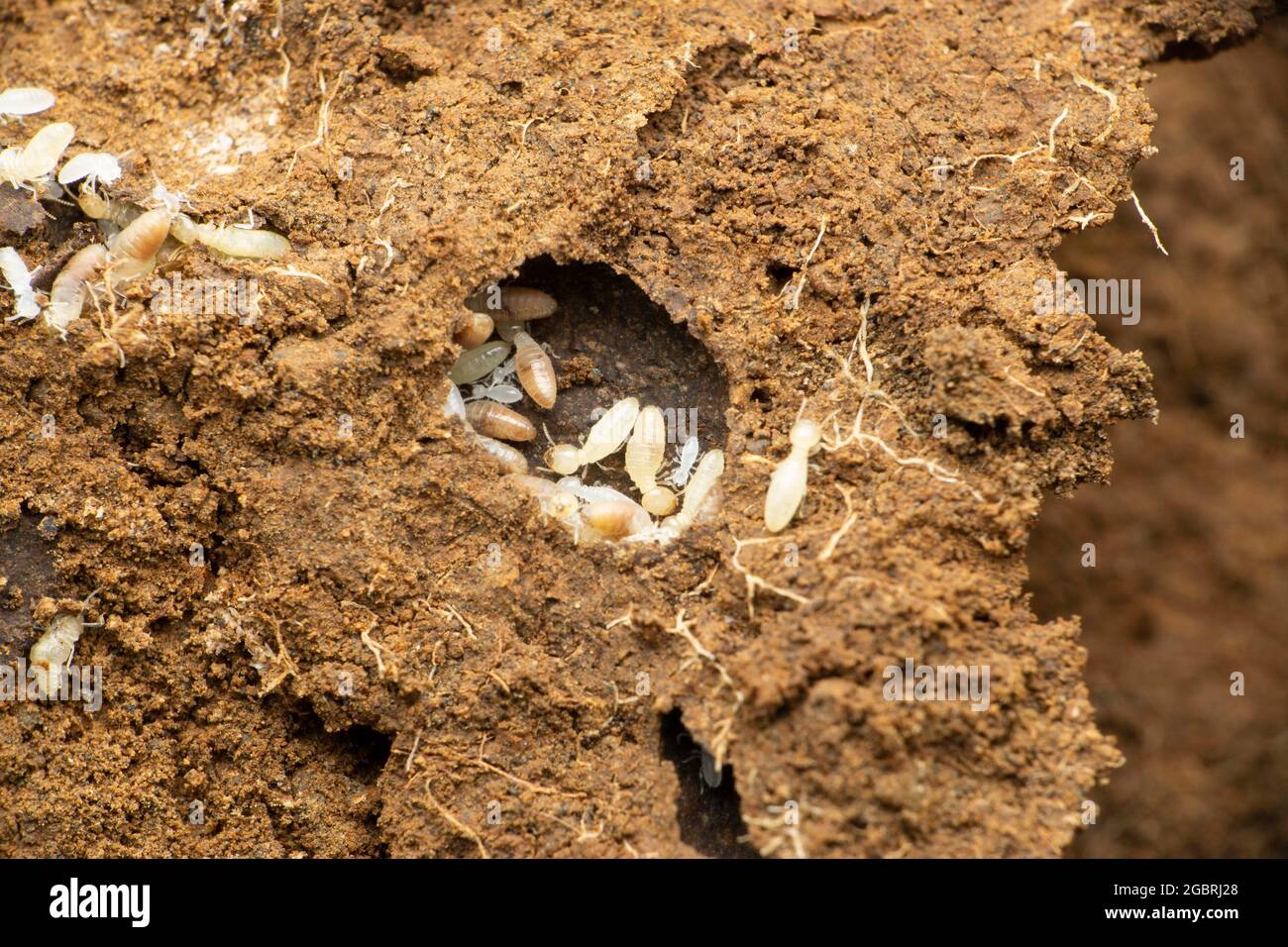 India is home to a large variety of wildlife. It is a biodiversity ...