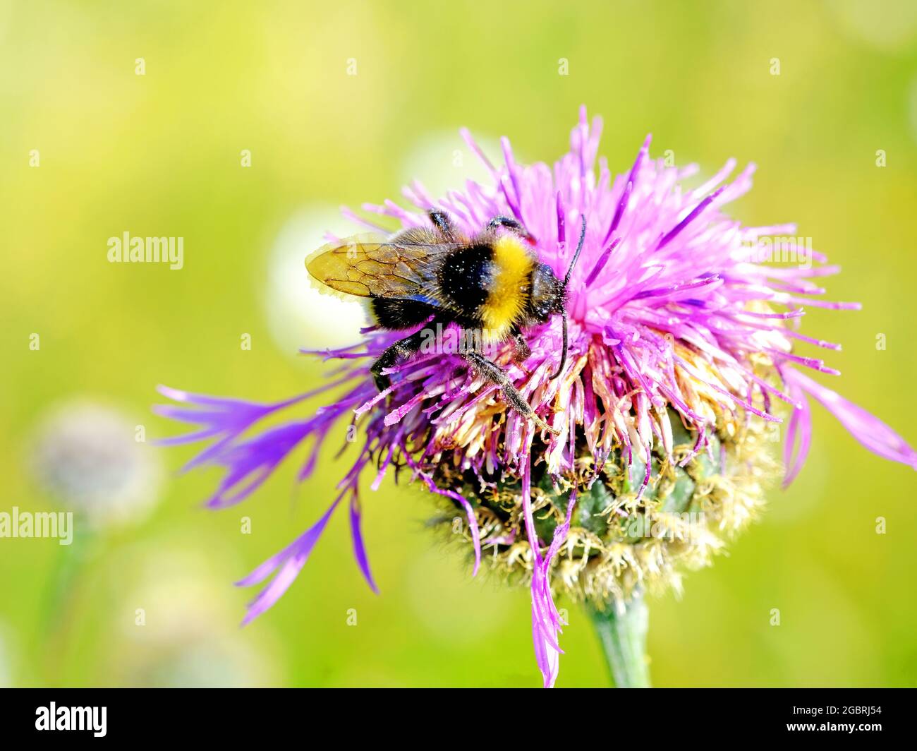 White tailed honey bee covered in pollen dust while collecting nectar ...