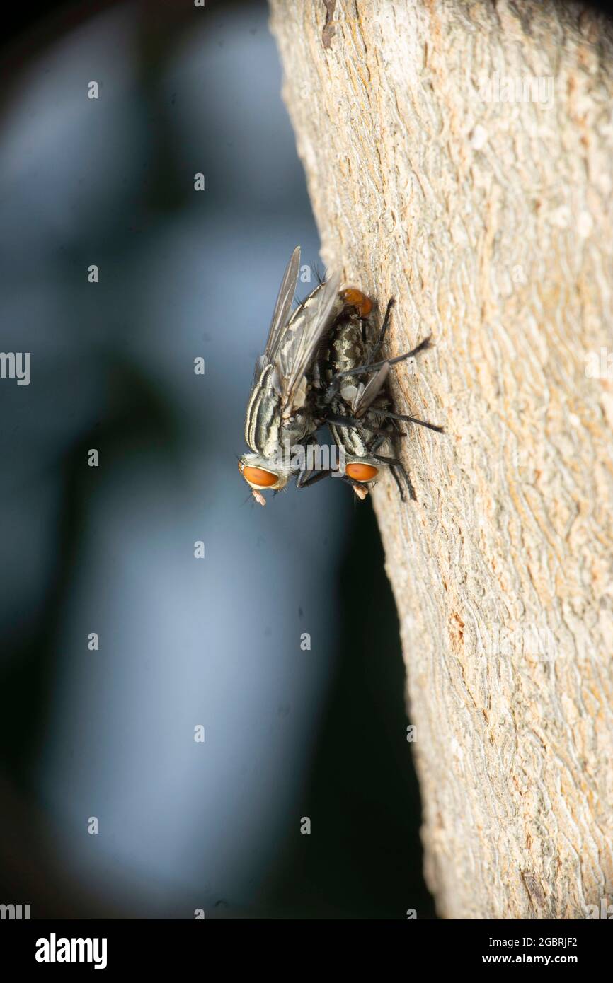 India is home to a large variety of wildlife. It is a biodiversity ...