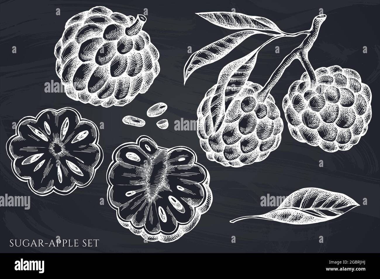 Vector set of hand drawn chalk sugar-apple Stock Vector Image & Art - Alamy