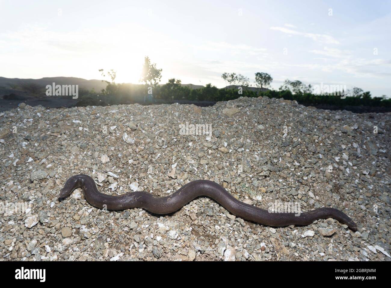 India is home to a large variety of wildlife. It is a biodiversity ...