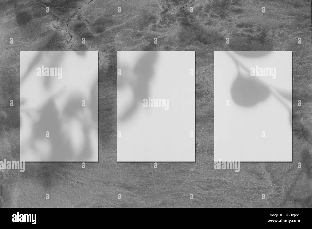 Tree leaves Black and White Stock Photos & Images - Alamy