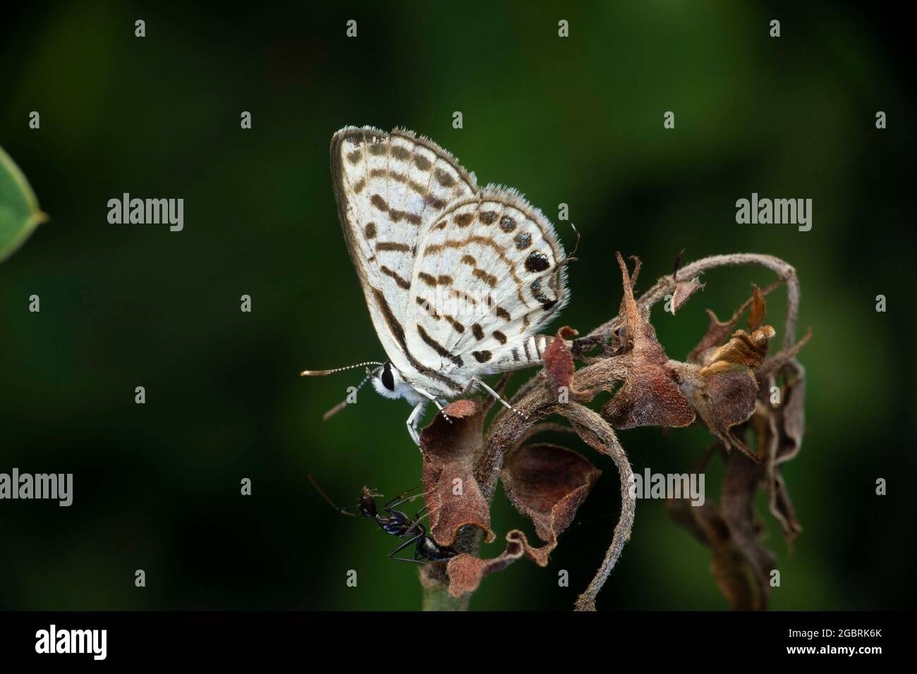 India is home to a large variety of wildlife. It is a biodiversity ...