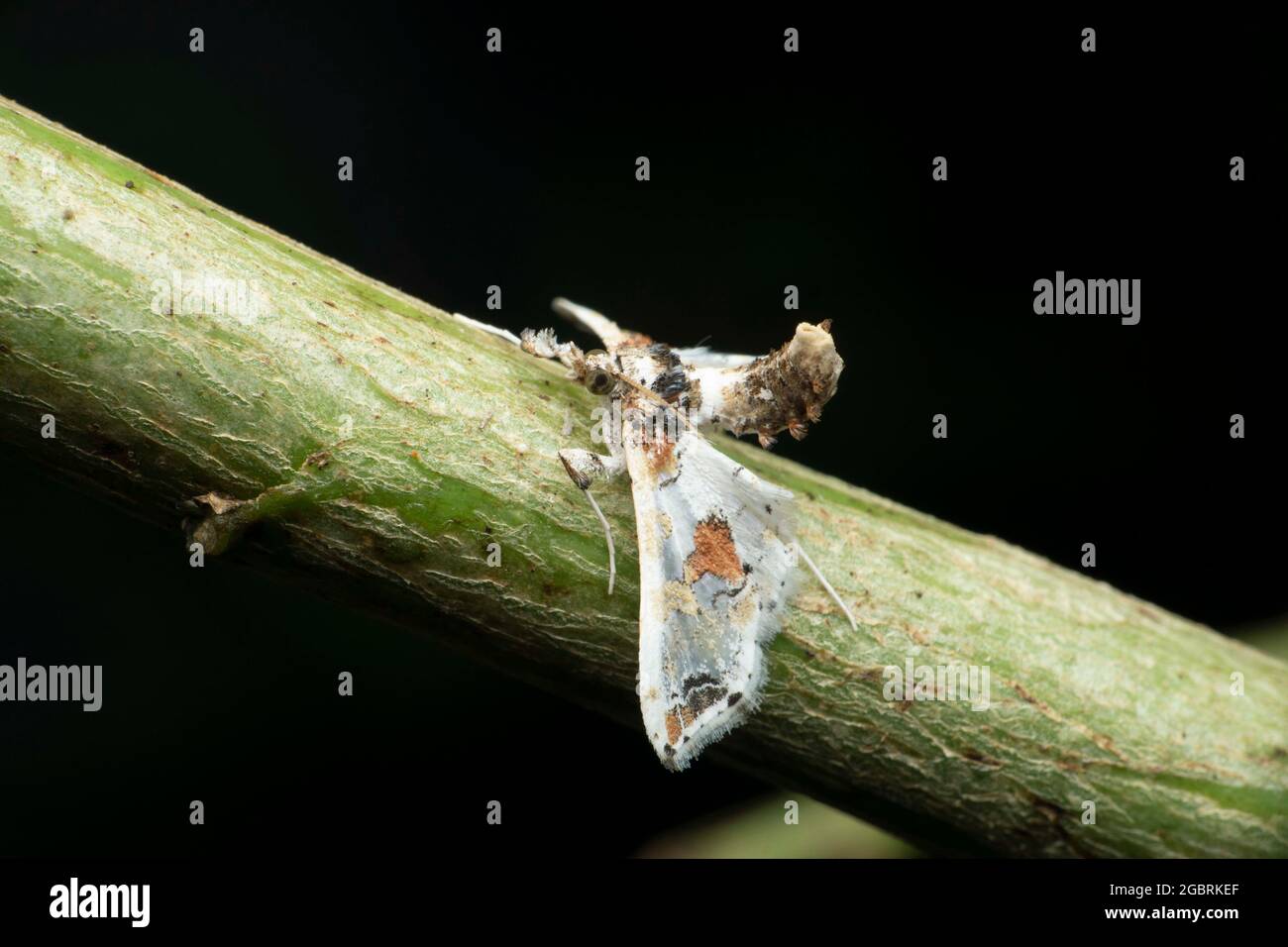 Ecosystems of india hi-res stock photography and images - Alamy