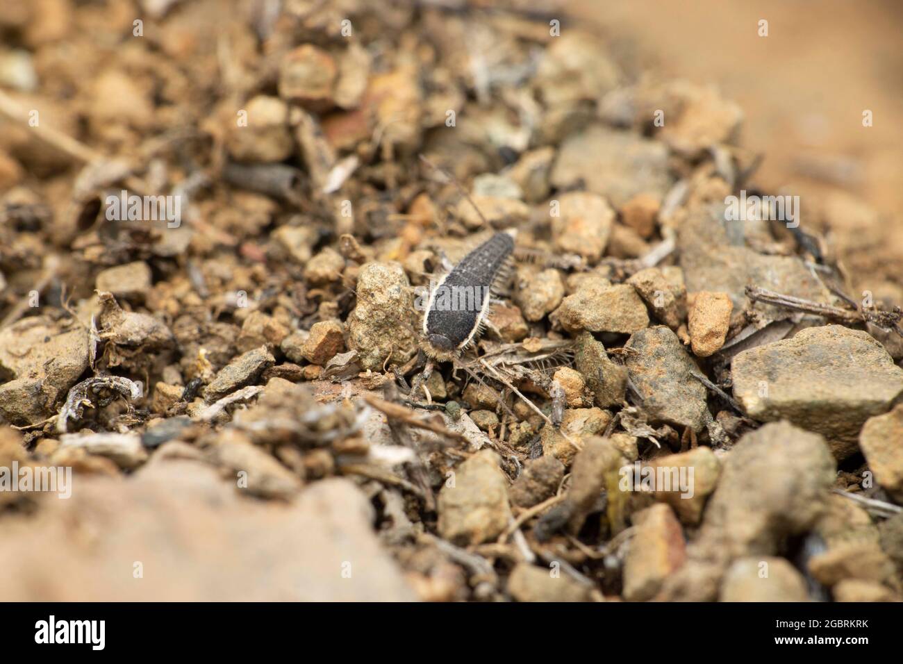 India is home to a large variety of wildlife. It is a biodiversity ...