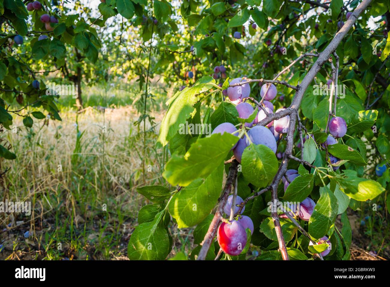 Fruits of ripe plum on tree in orchard Stock Photo - Alamy