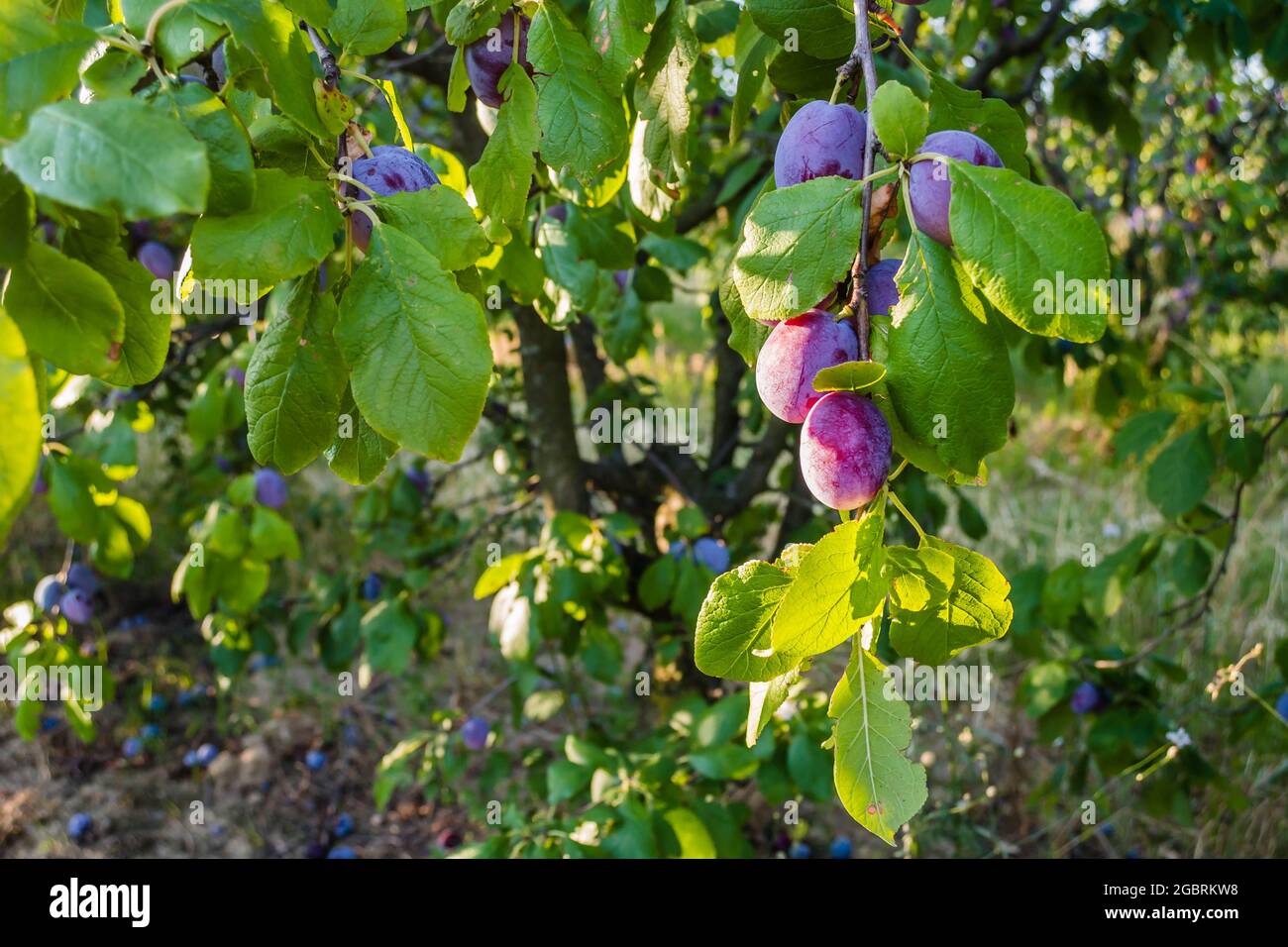 Fruits of ripe plum on tree in orchard Stock Photo - Alamy