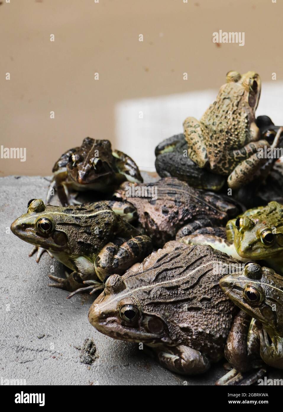Vertical shot of toads with big eyes Stock Photo - Alamy