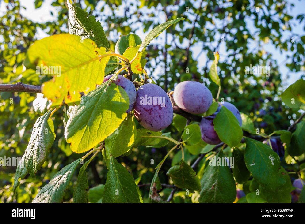 Fruits of ripe plum on tree in orchard Stock Photo - Alamy
