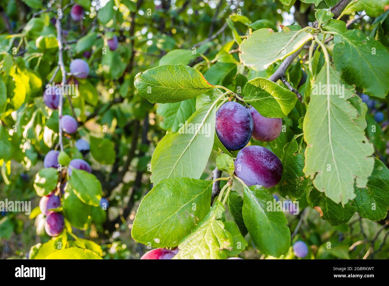 Organic plum tree lot ripe hi-res stock photography and images - Alamy