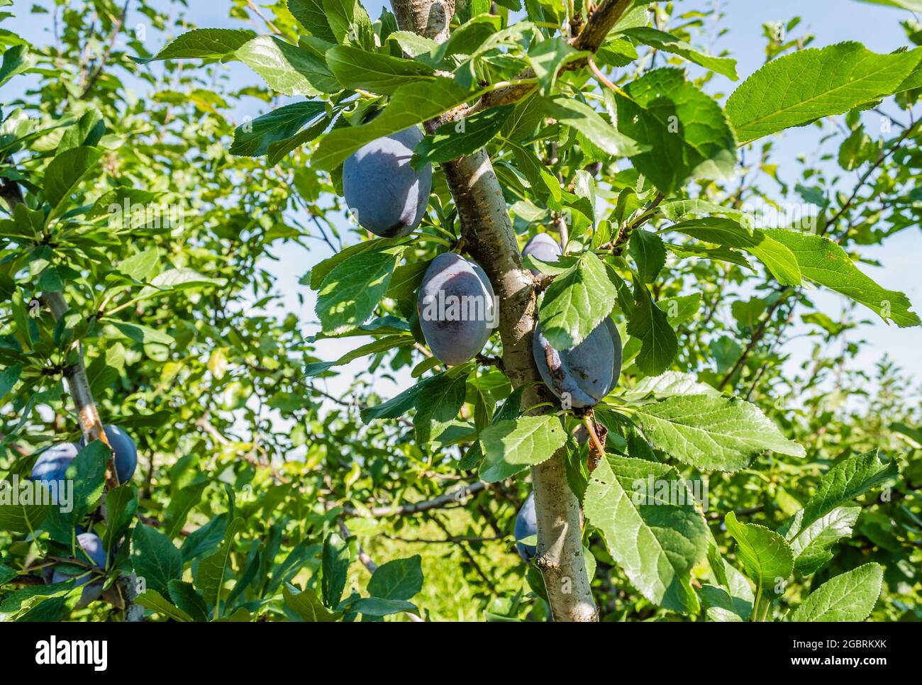 Organic plum tree lot ripe hi-res stock photography and images - Alamy