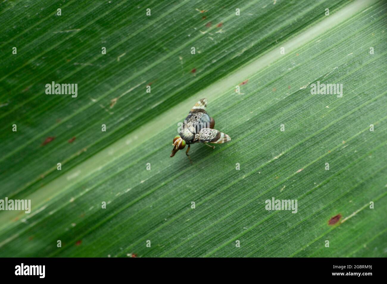 India is home to a large variety of wildlife. It is a biodiversity ...