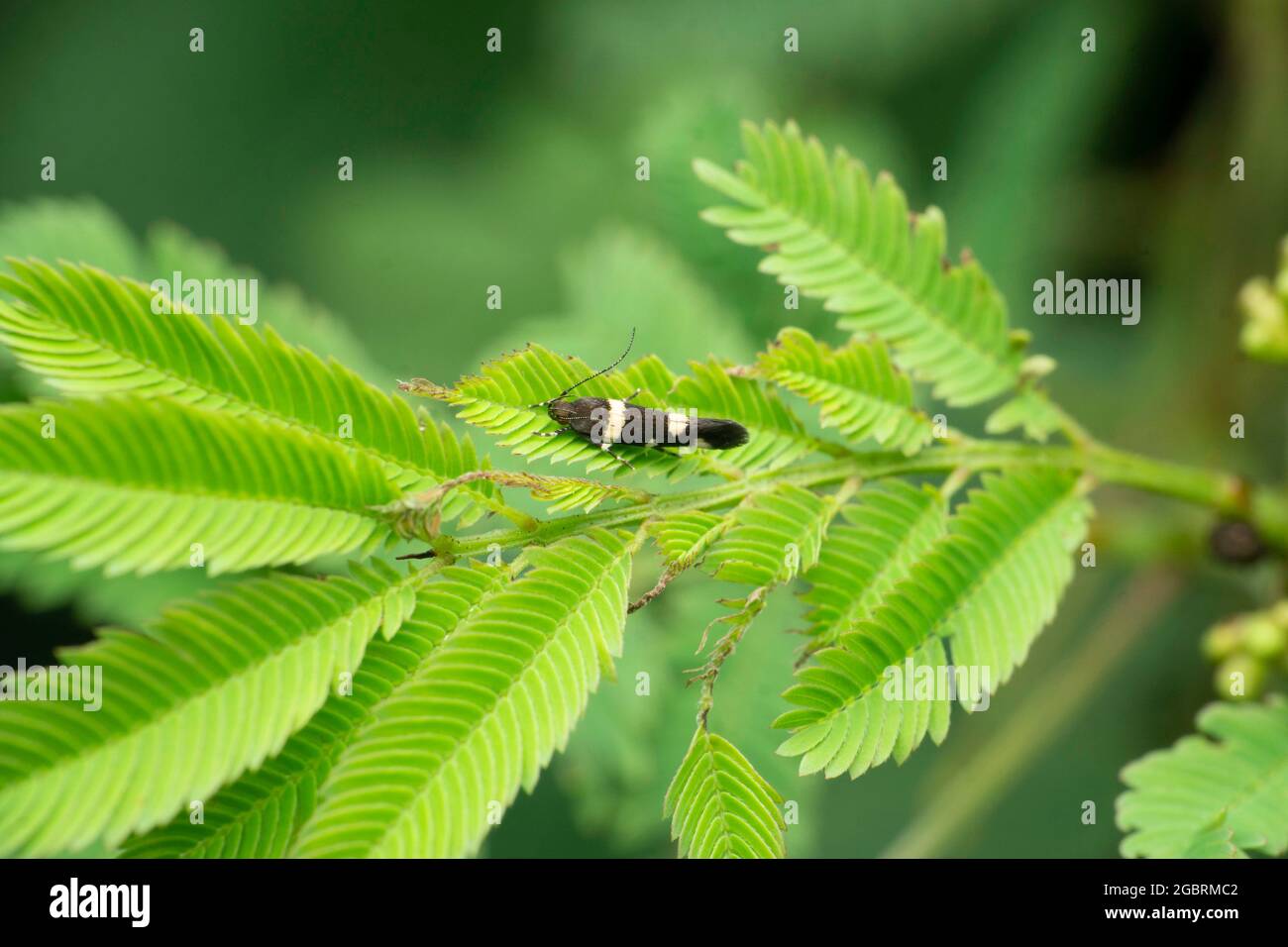 India is home to a large variety of wildlife. It is a biodiversity ...