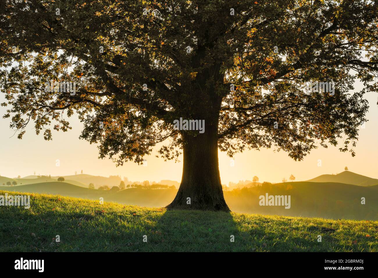 Knoll hill oak hi-res stock photography and images - Alamy