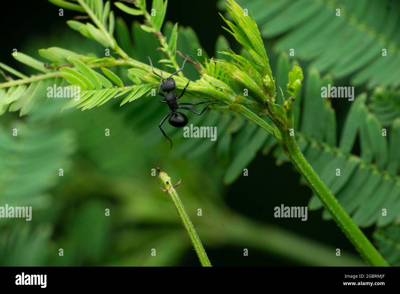 India is home to a large variety of wildlife. It is a biodiversity ...