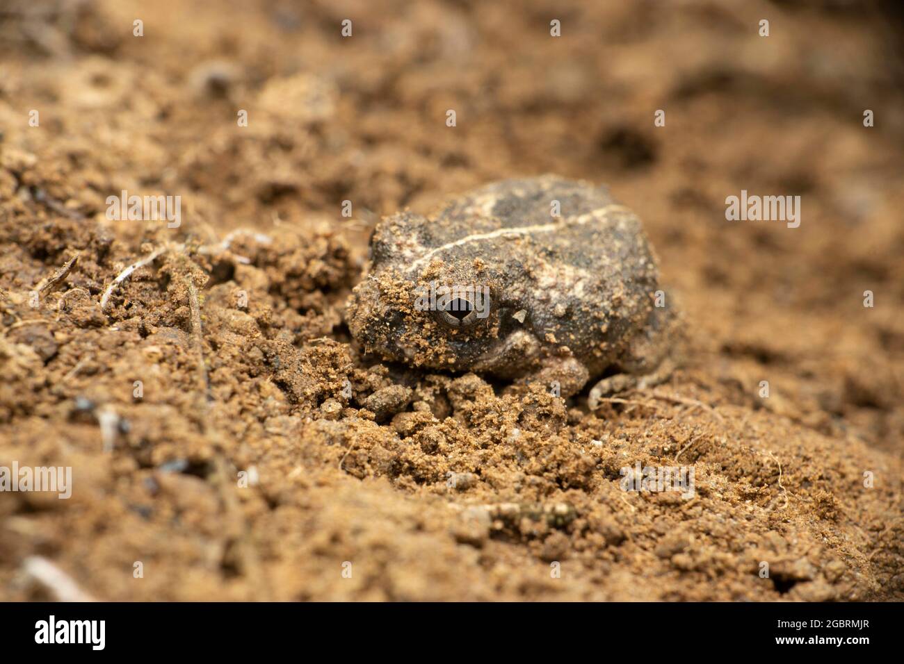 India is home to a large variety of wildlife. It is a biodiversity ...