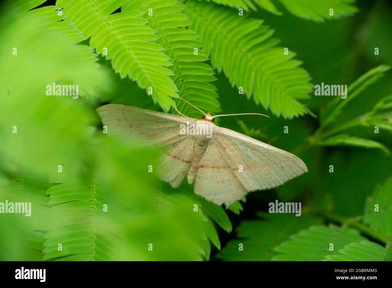 India is home to a large variety of wildlife. It is a biodiversity ...