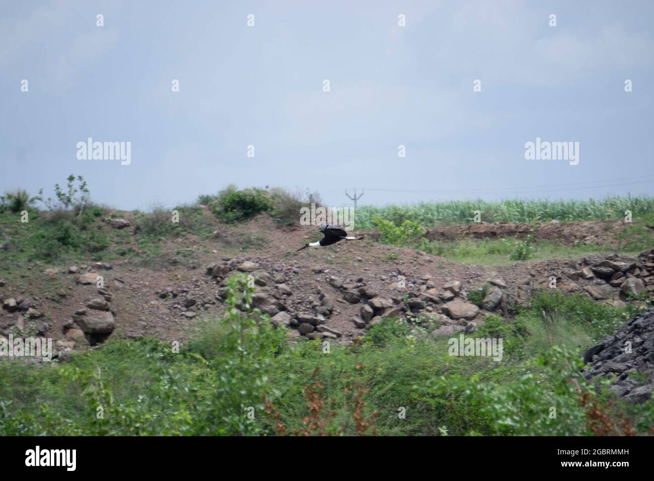 India is home to a large variety of wildlife. It is a biodiversity ...